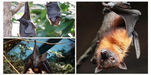 18 Most Effective Home Remedies for Keeping Bats Away