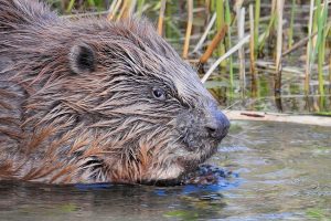 Are Beavers Dangerous to Humans - How to Stop Them?