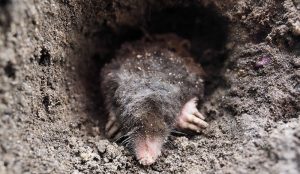 How Dangerous are Voles – How to Get Rid of Them?