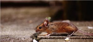What Do Mouse Droppings Look Like – Is It Dangerous?
