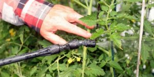 How to Use Talstar P Professional Insecticide Safely?