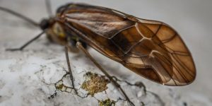 Where do Psocids (Booklice) Live - How to Get Rid of Them?