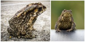 7 Clever Ways to Stop Cane Toads in Your Backyard?