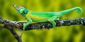 5 Ways to Getting Rid of Chameleons - In the House and Garden