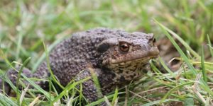 7 Clever Ways to Stop Cane Toads in Your Backyard?