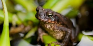 7 Clever Ways to Stop Cane Toads in Your Backyard?