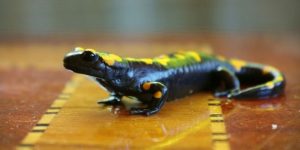 4 Easy Steps to Trap Salamanders in Your House?