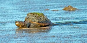 How to Get Rid of Snapping Turtle in Pond?