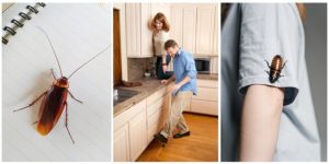 Why Do Cockroaches Smell So Bad?